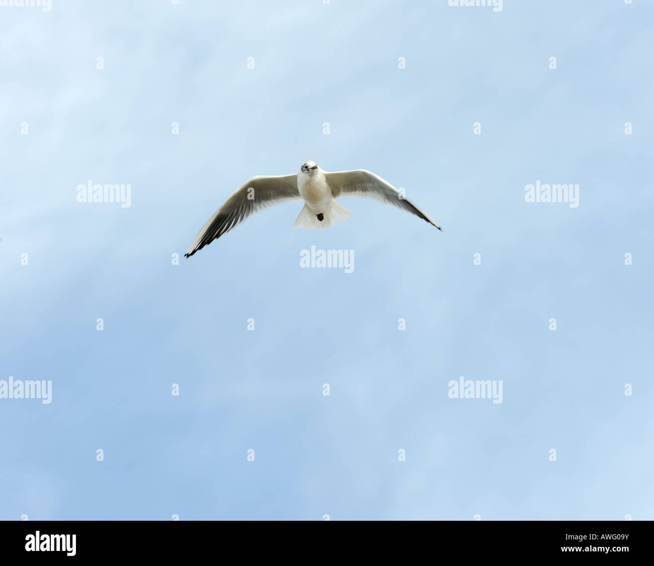Seagull in flight Stock Photo - Alamy