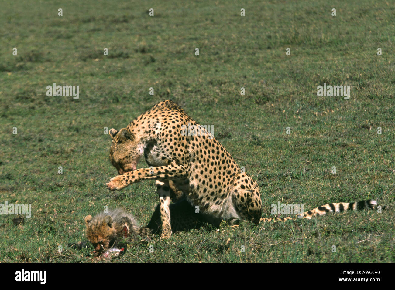 Adult female cheetah with cub grooming Stock Photo - Alamy