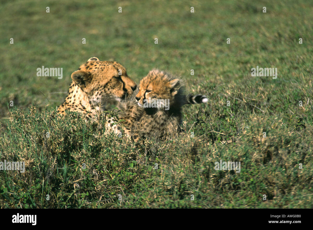 Cheetah female offspring hi-res stock photography and images - Alamy