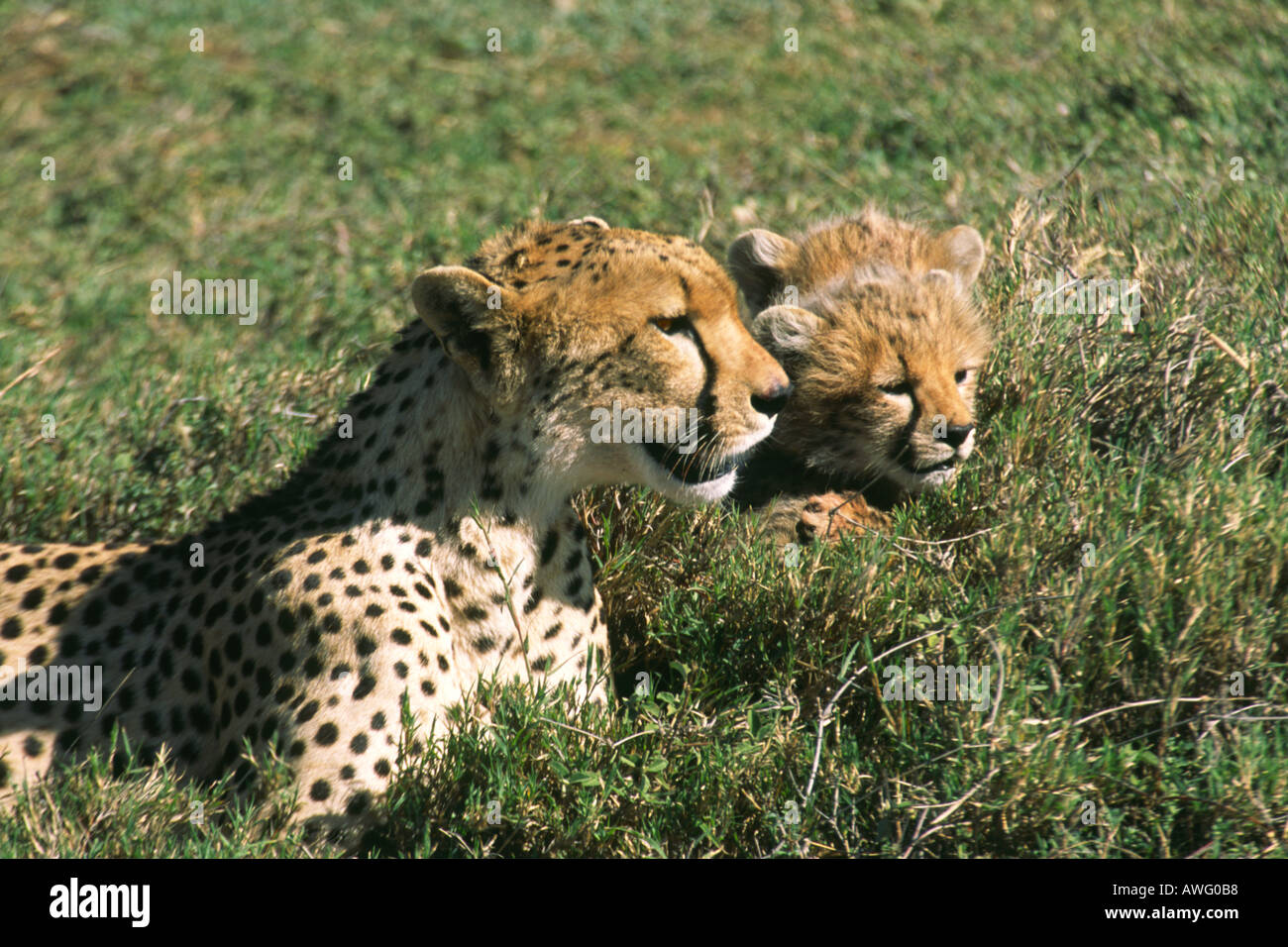 Adult female cheetah with cubs Stock Photo - Alamy