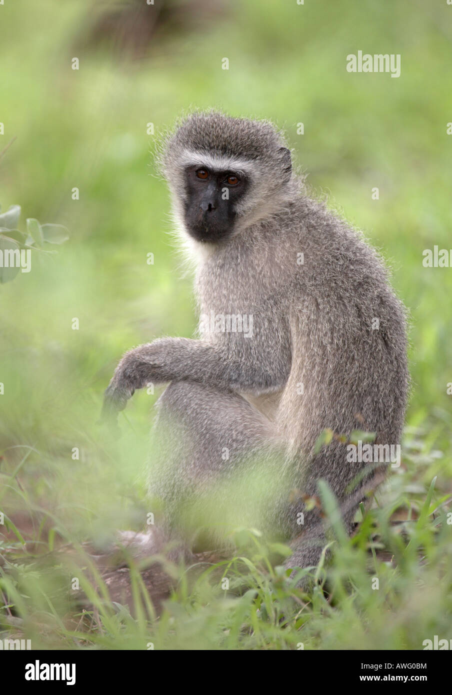 Vervet Monkey (Cercopithecus aethiops Stock Photo - Alamy