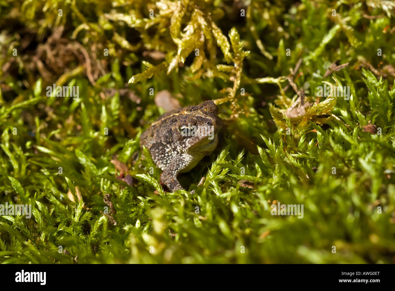 The oak toad, Anaxyrus quercicus, is in the Bufonidae family. It is ...