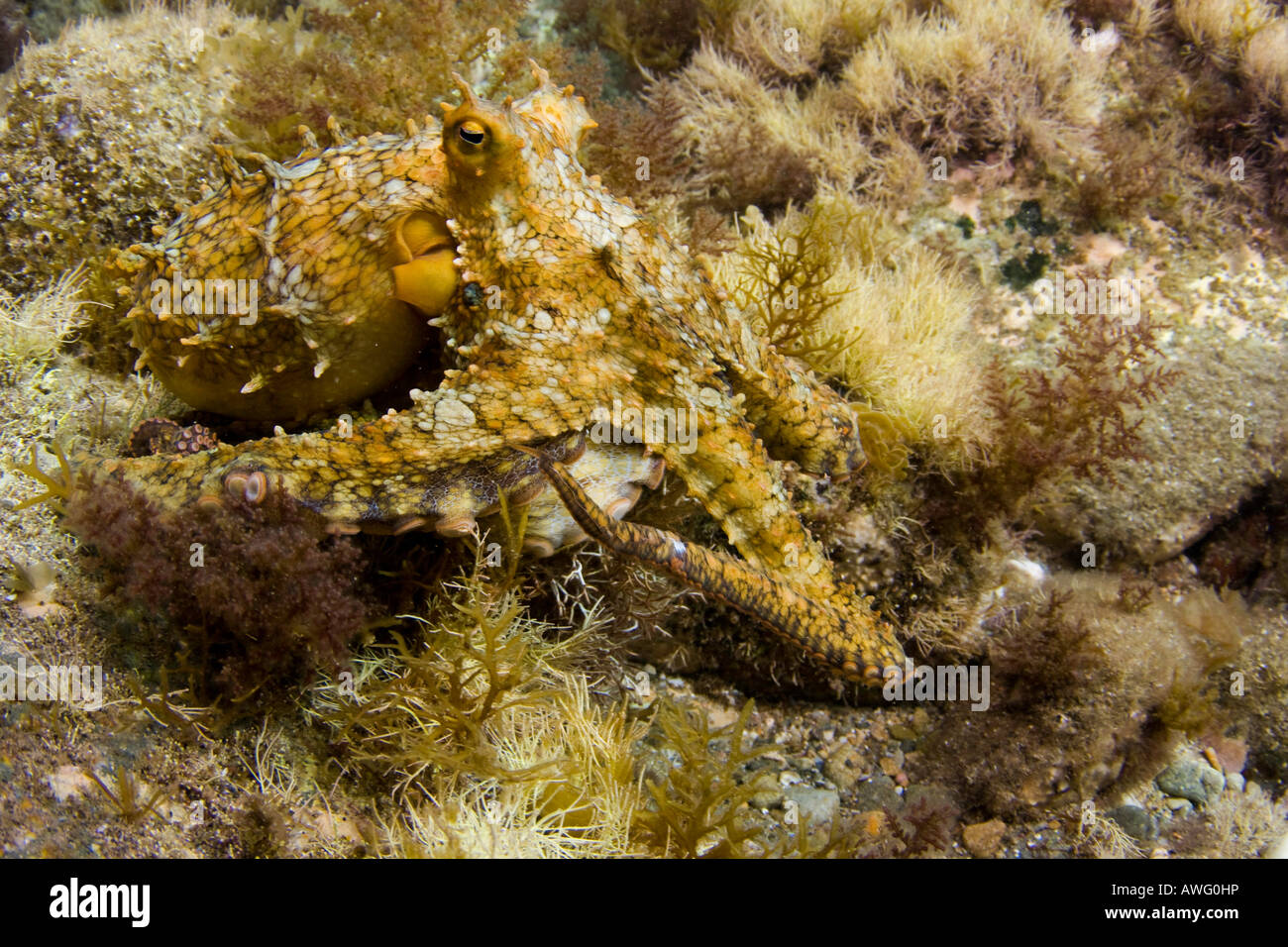 Octopus camouflage hi-res stock photography and images - Alamy