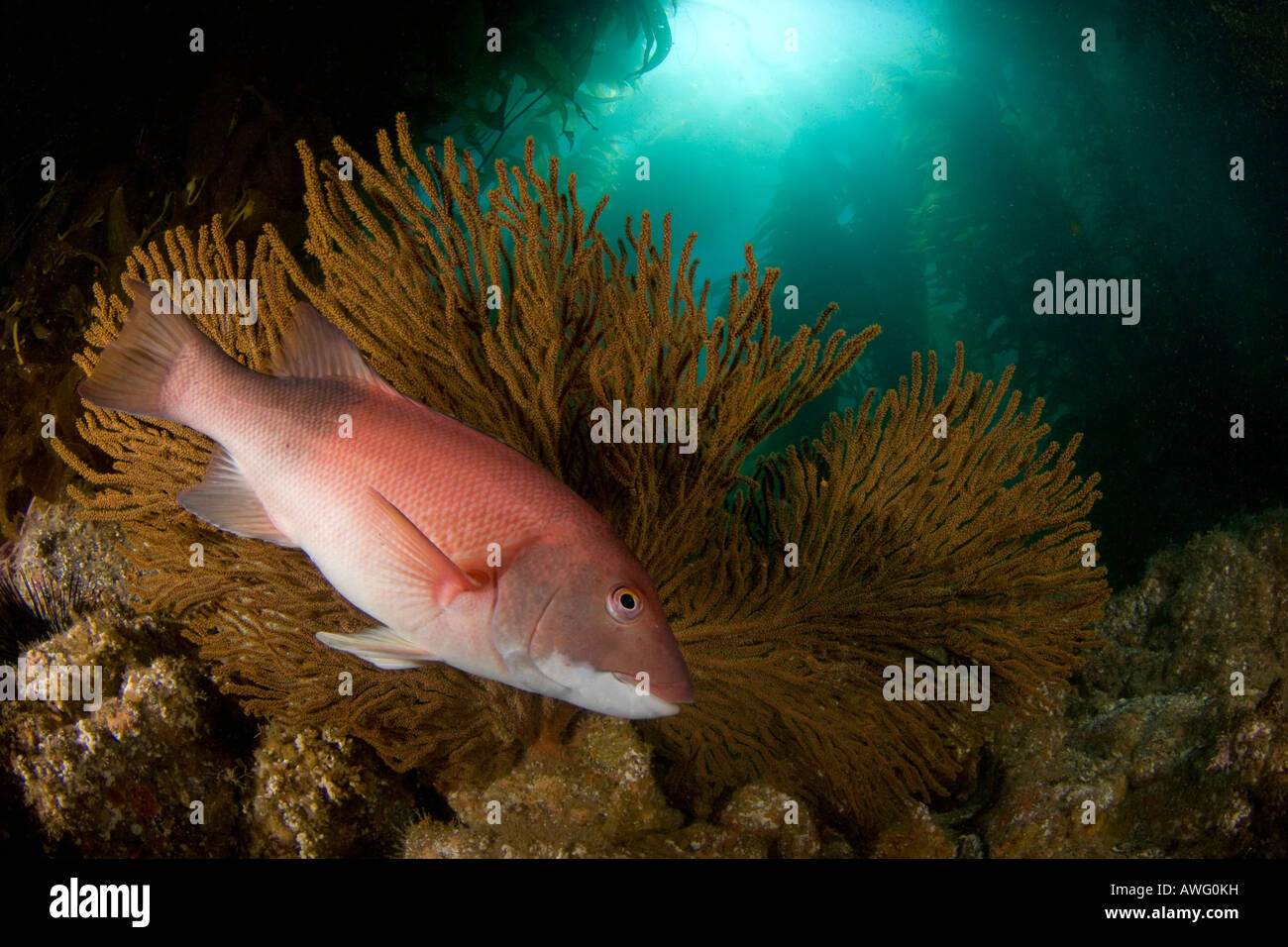 A female sheephead pictured in front of a gorgonian fan in a forest of ...