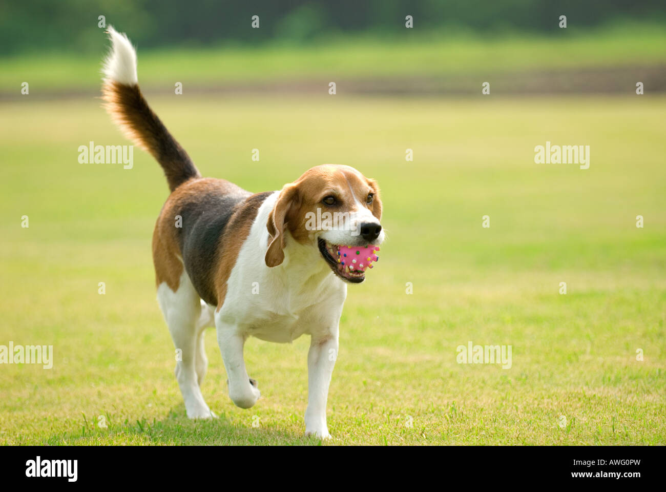 Beagle cutie hi-res stock photography and images - Alamy