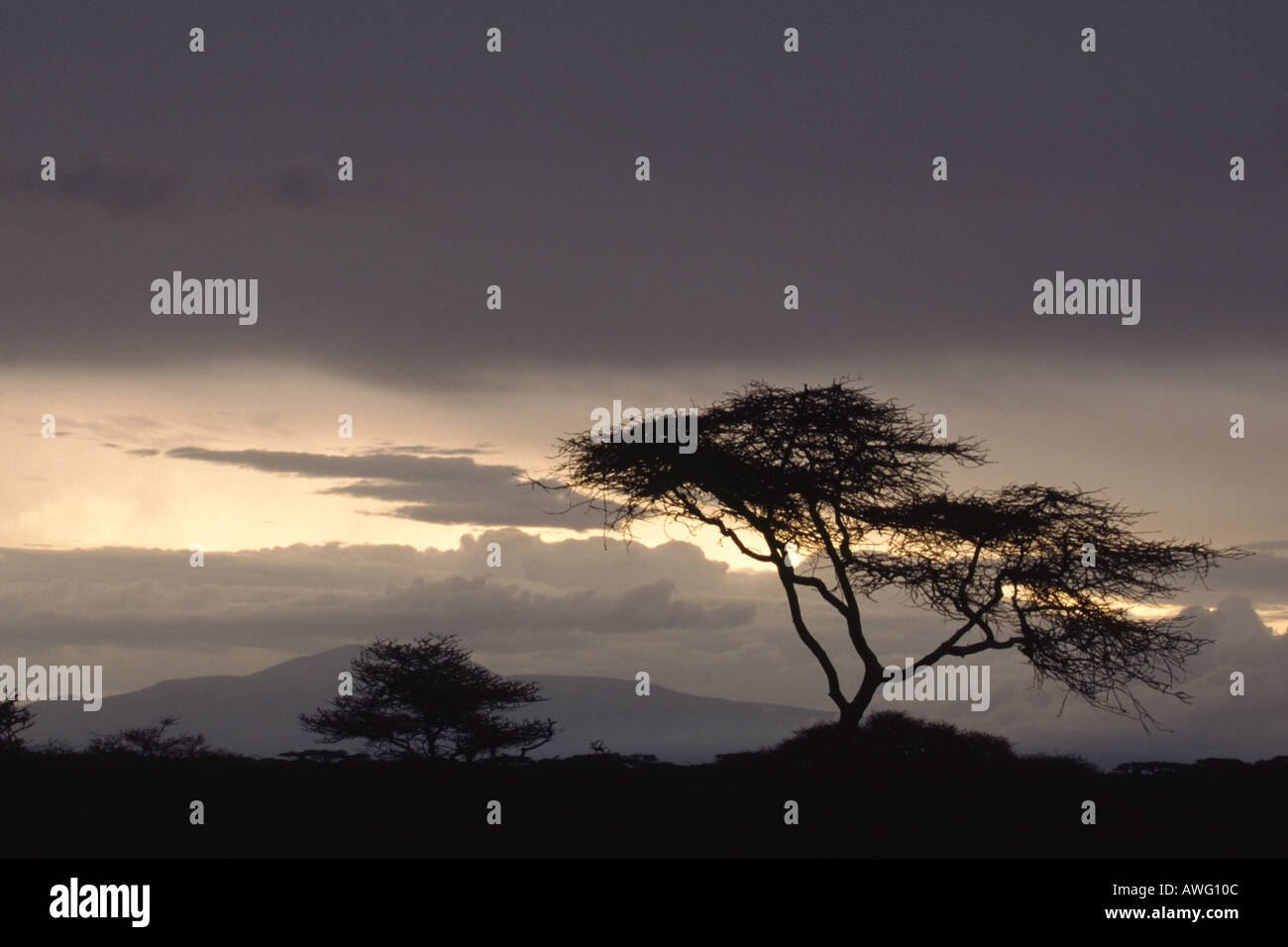 Acacia tree under grey skies catching the light of a stormy day on the ...