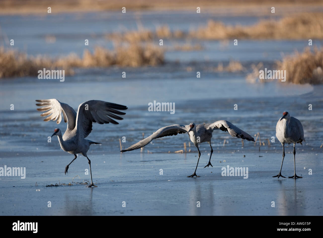 Migrating sandhill crane feeding hi-res stock photography and images ...