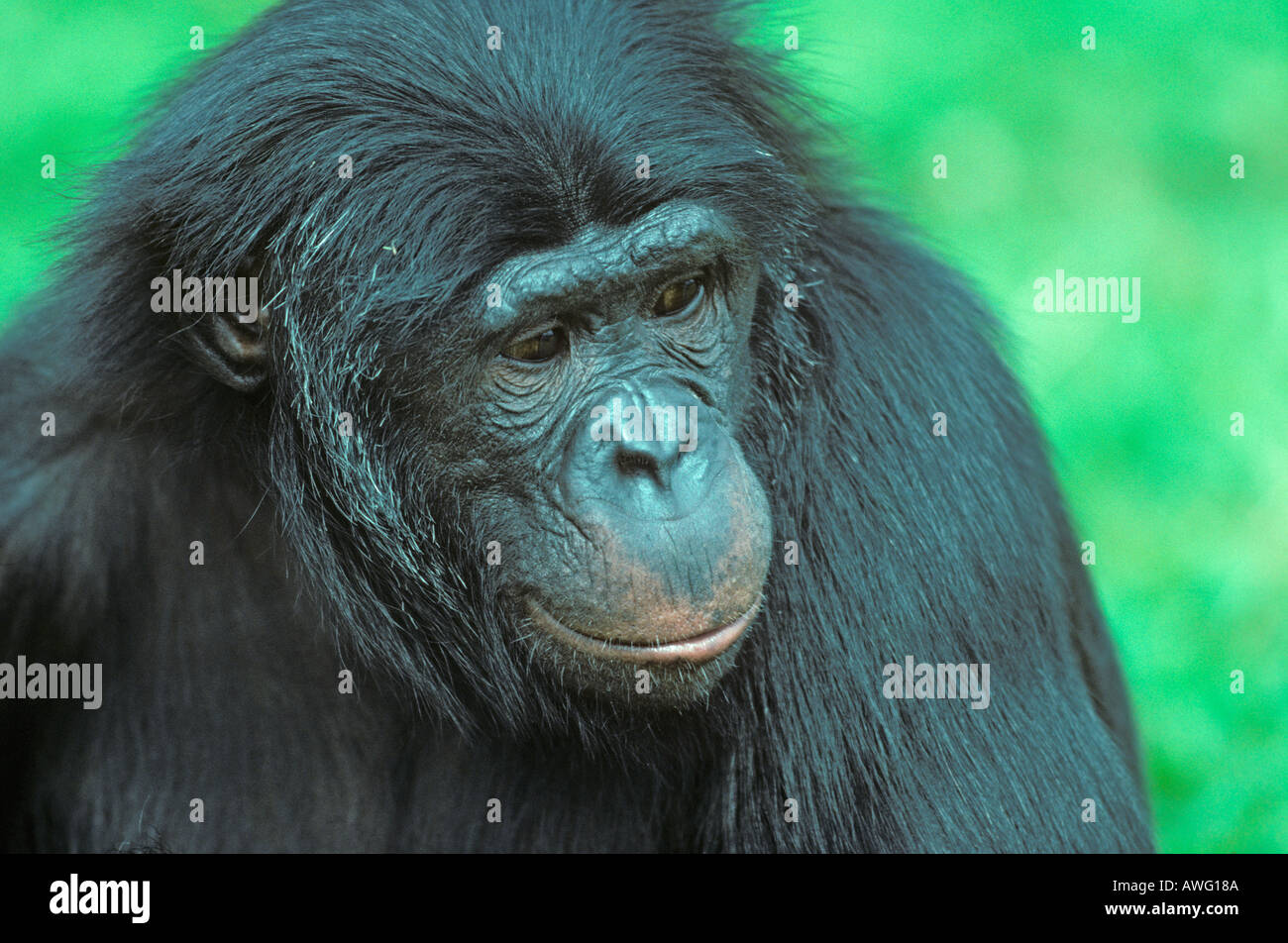 Bonobo or Pygmy Chimp Pan paniscus Stock Photo - Alamy