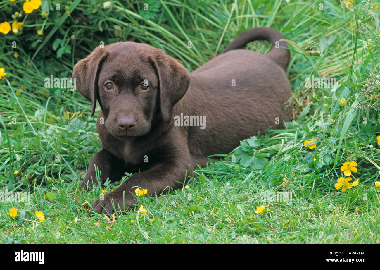 Labrador puppy yellow chocolate black hi-res stock photography and ...