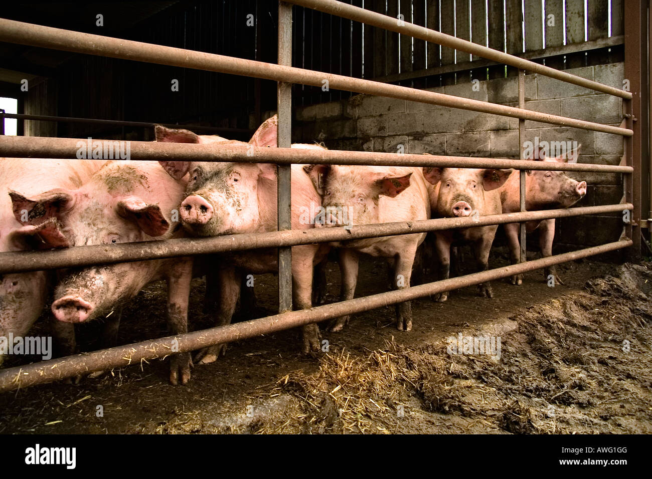 Pigs at a pig farm Stock Photo - Alamy