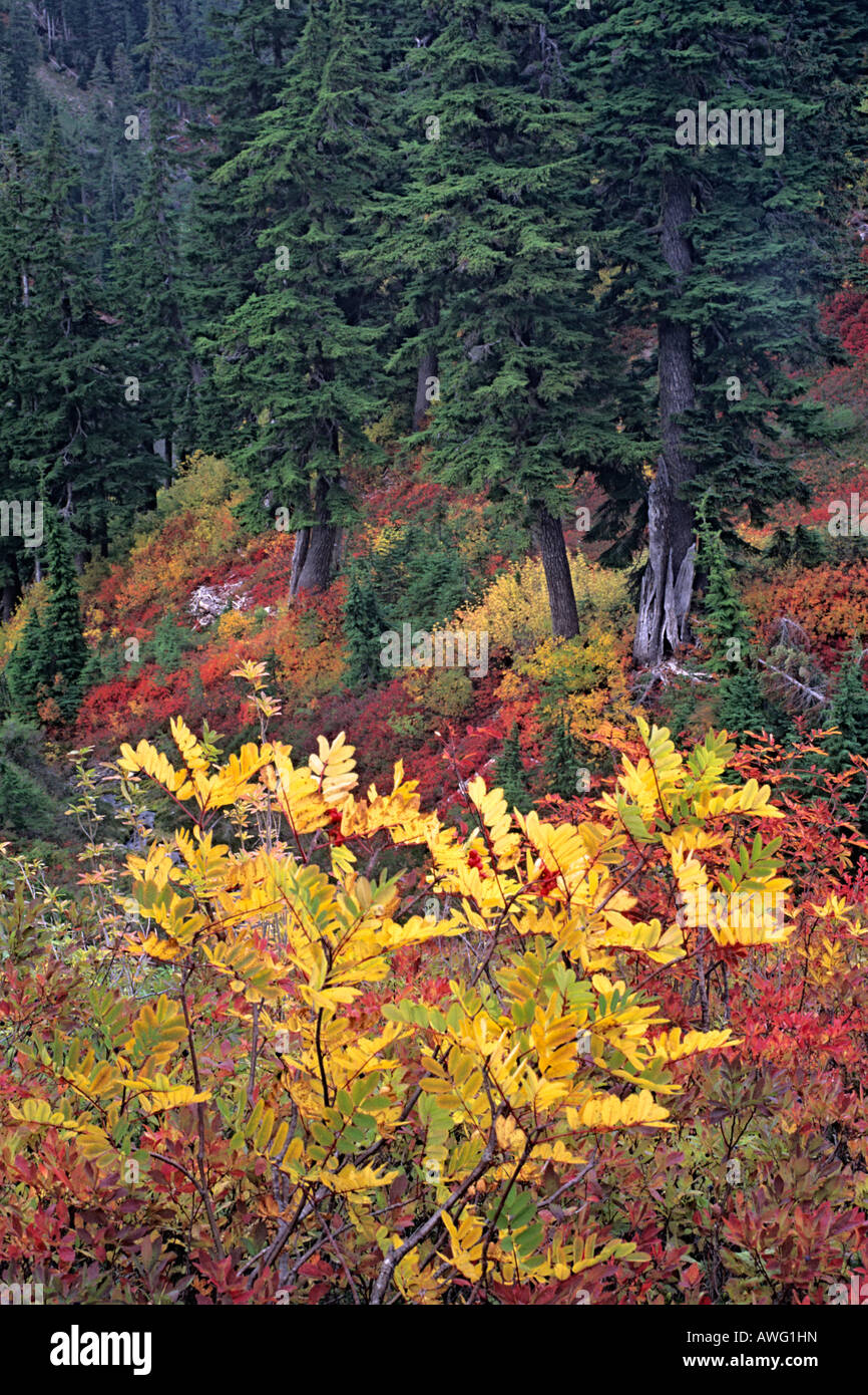 Cascade mountain ash hi-res stock photography and images - Alamy
