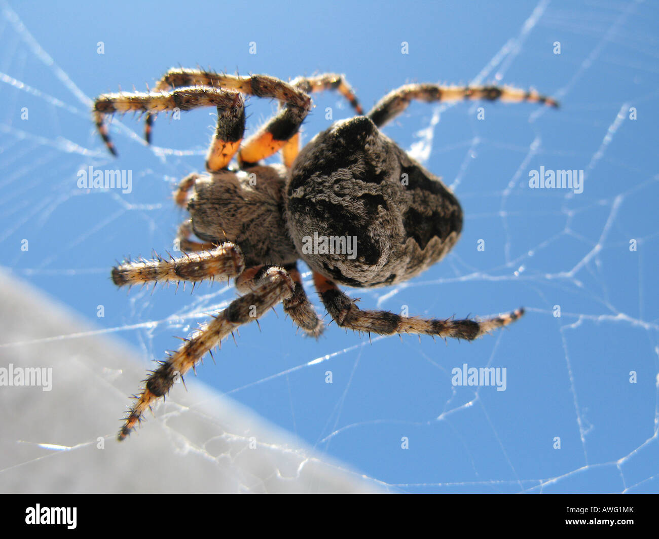 spider in ist cobweb Stock Photo - Alamy