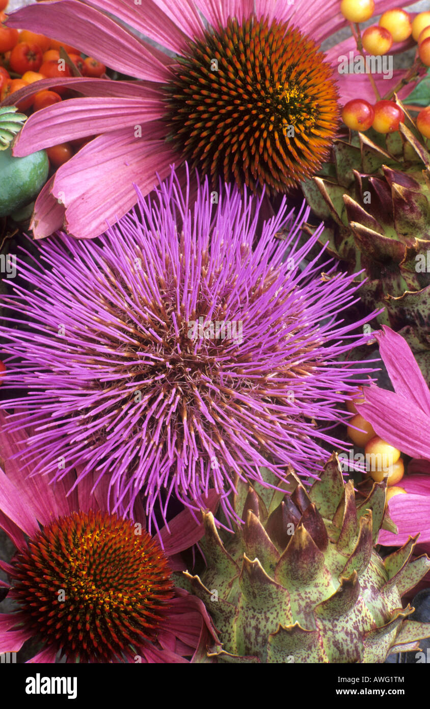 Echinacea Rubinstern Cardoon still life purple pink colour combination ...