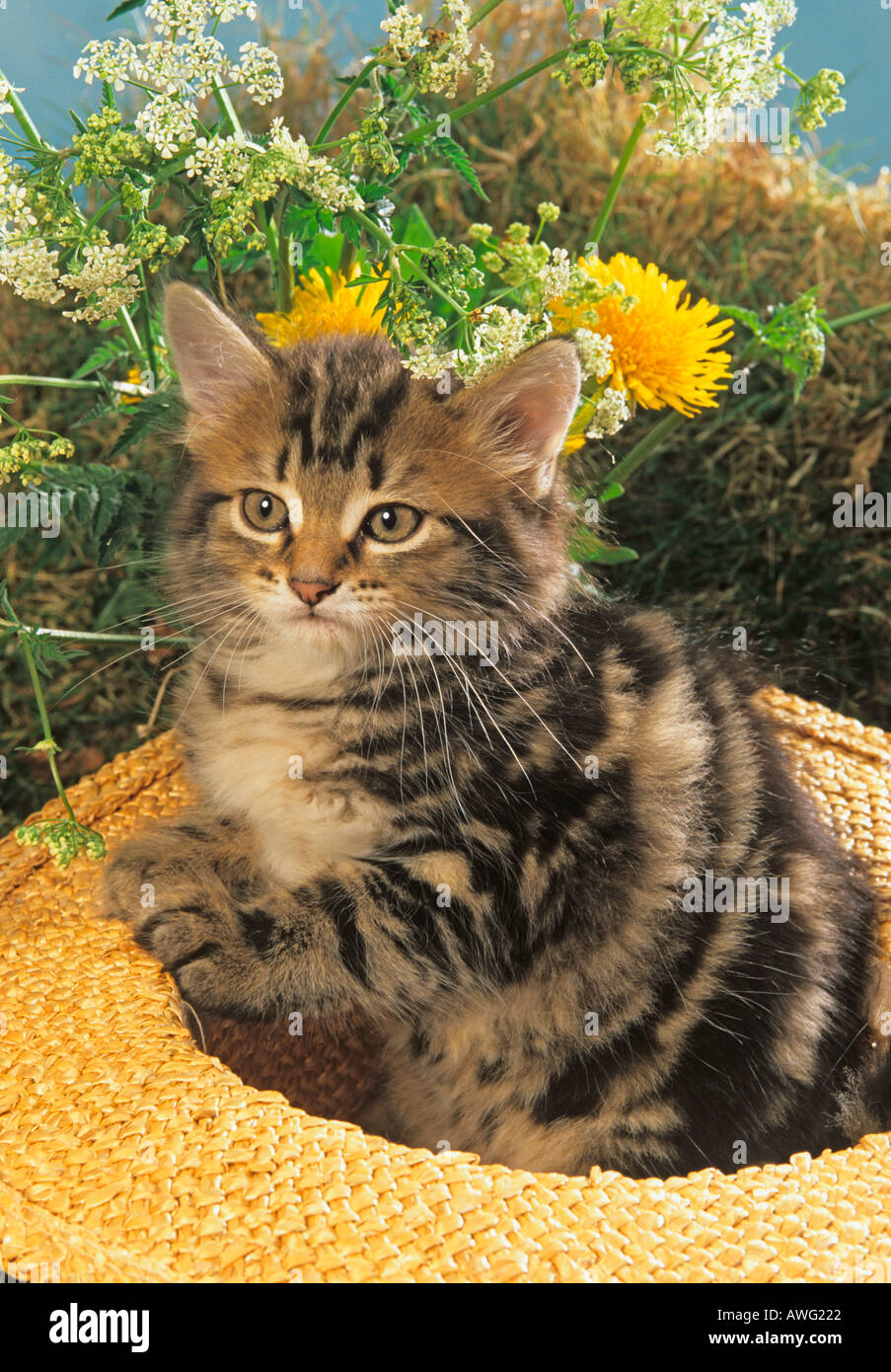 Kitten cute flowers cat pet hi-res stock photography and images - Alamy