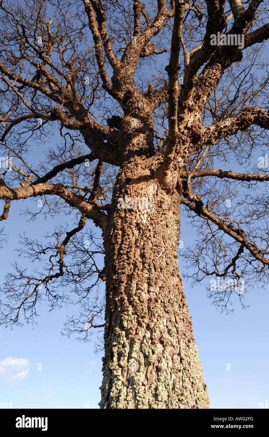 looking upwards from base of trunk into gnarled, old Walnut tree in ...