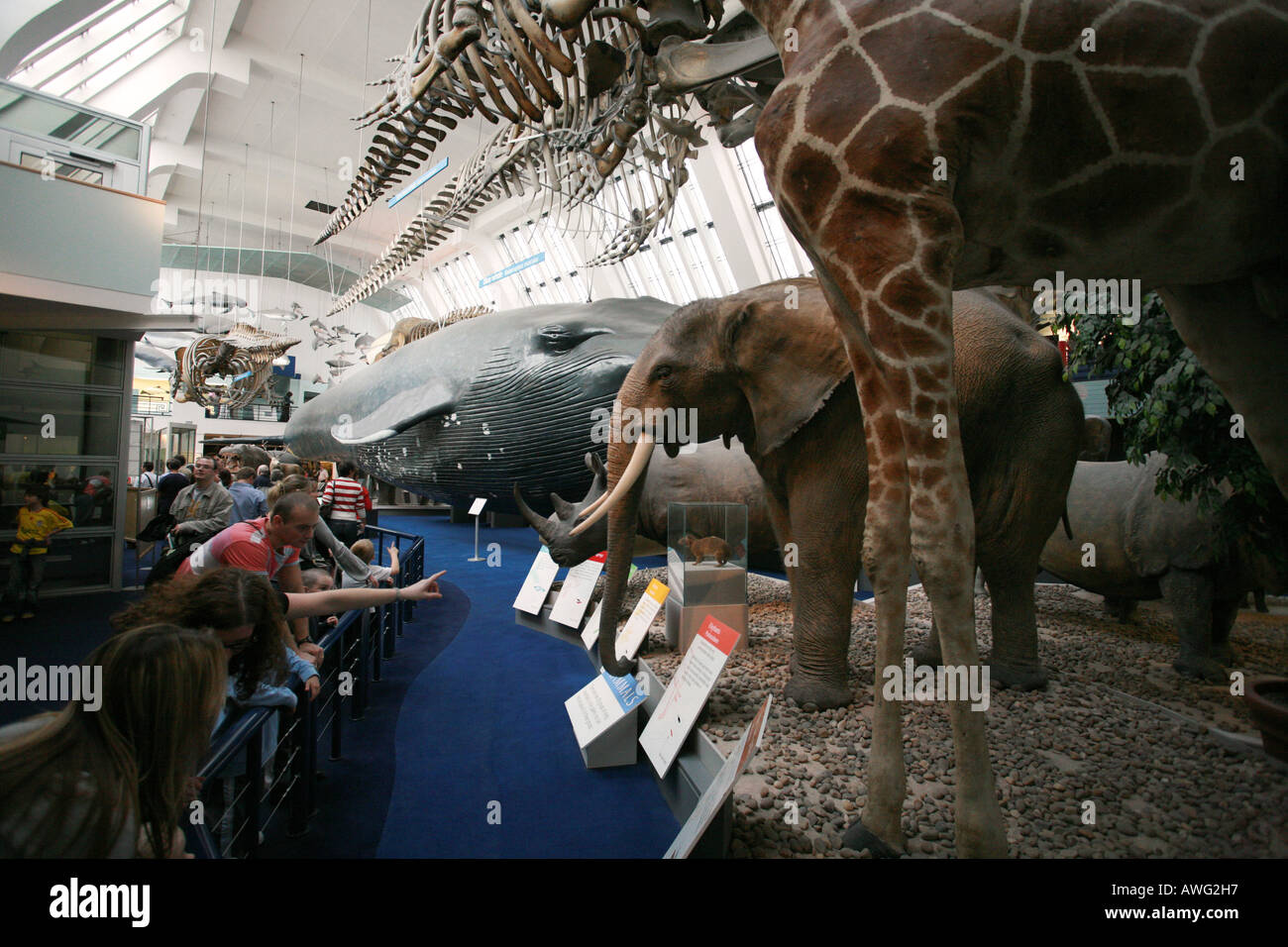 Tourists admire the large animal replicas near the Blue Whale exhibit ...