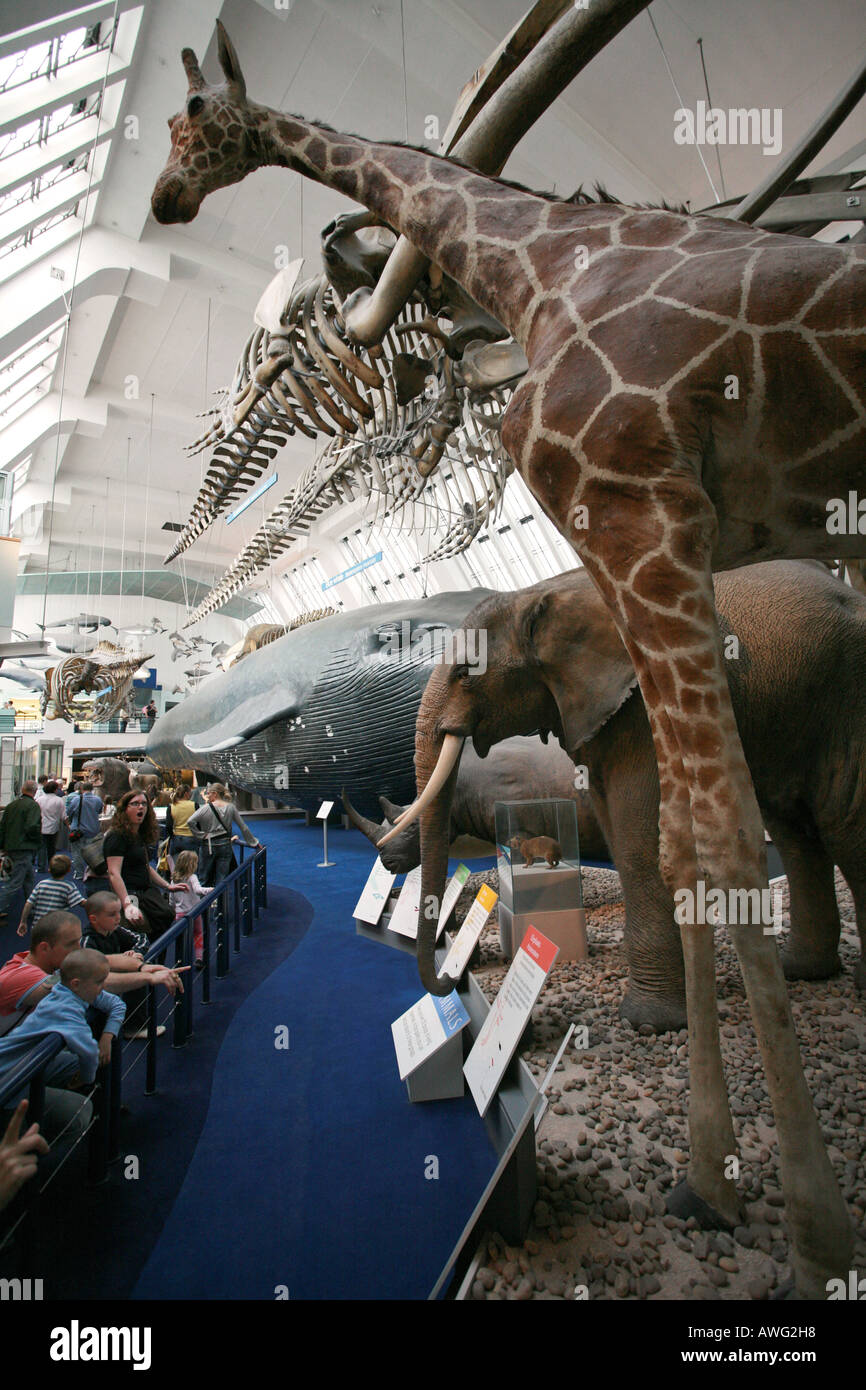 Tourists admire the large animal replicas near the Blue Whale exhibit ...