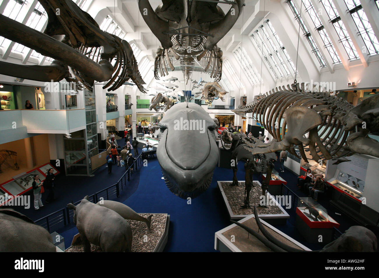 The Blue Whale exhibit a popular attraction with tourists visiting the ...