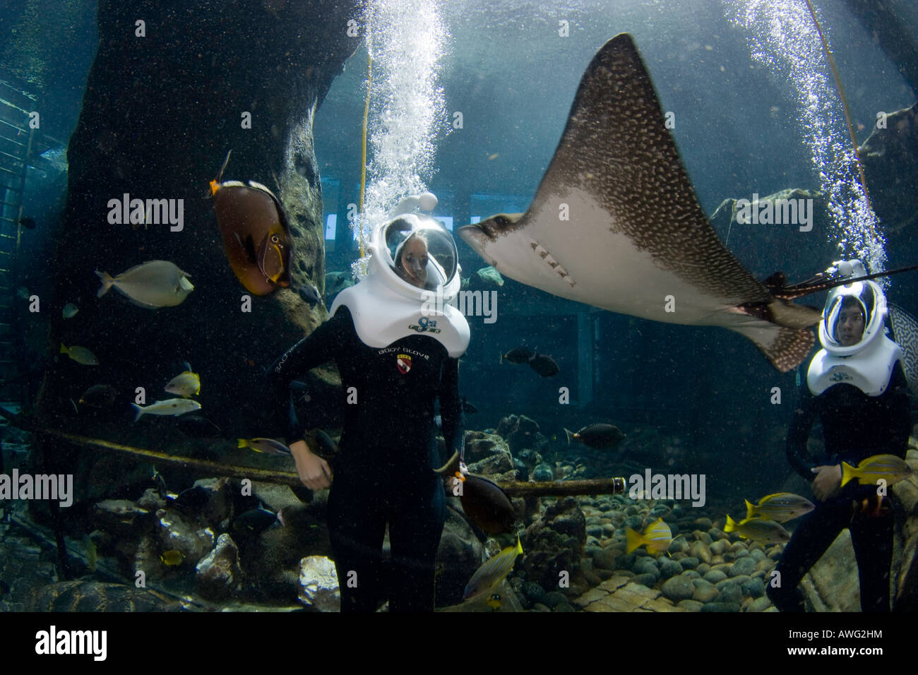 A couple take a turn at Sea Life Park's Underwater Sea Trek Adventure ...