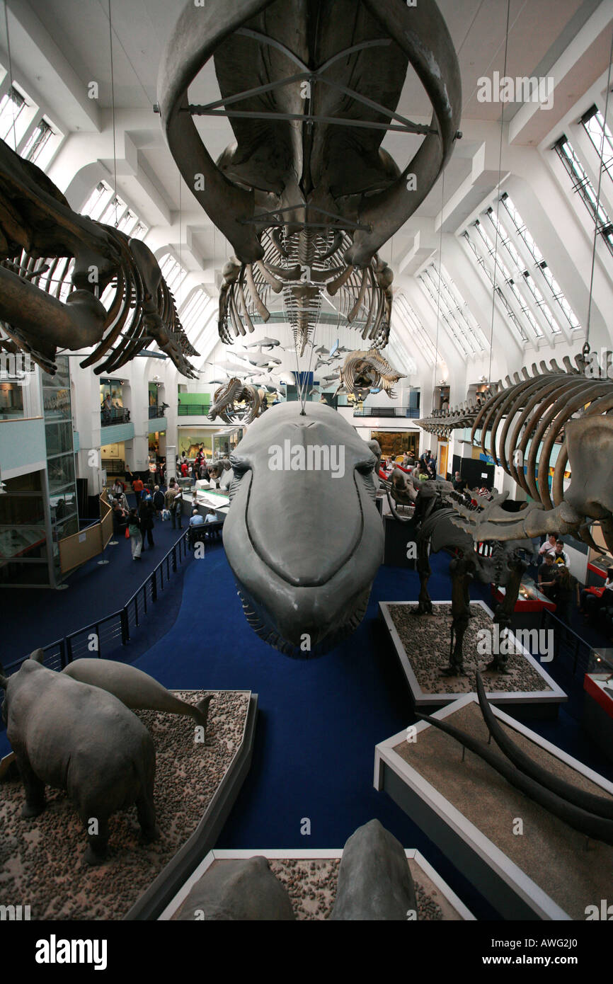 The Blue Whale exhibit a popular attraction with tourists visiting the ...