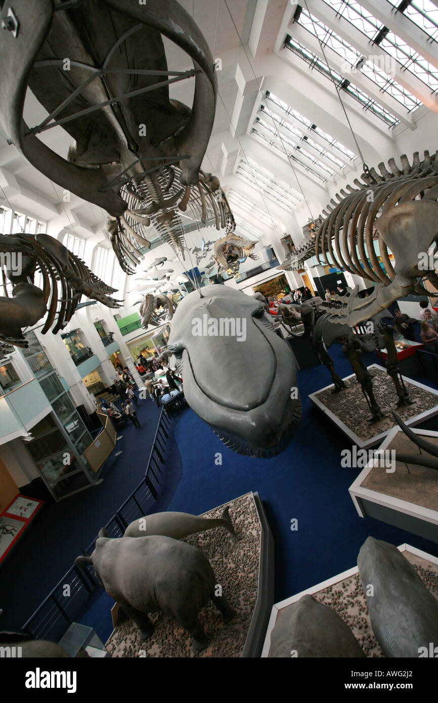 The Blue Whale exhibit a popular attraction with tourists visiting the ...