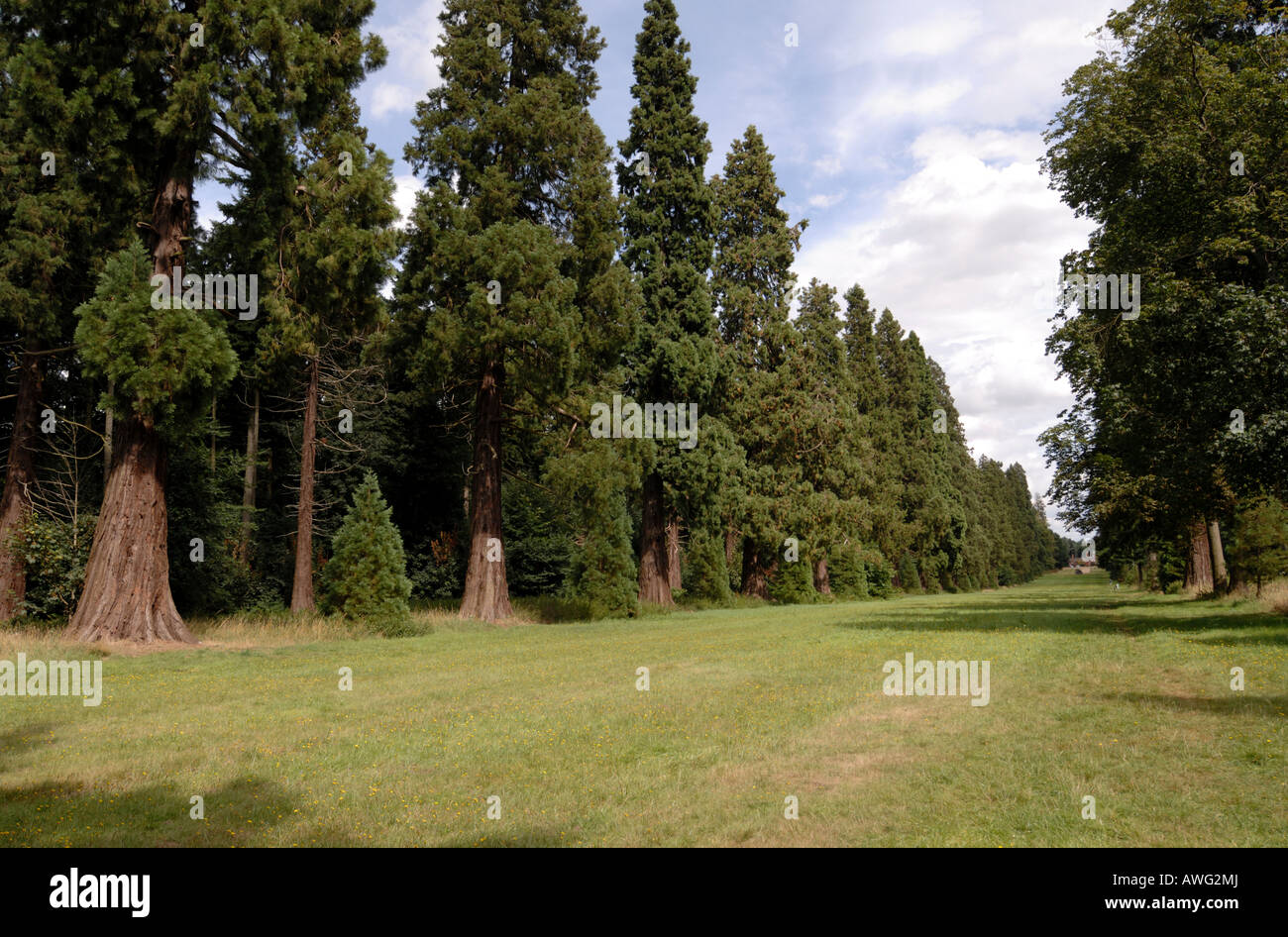 Tree line avenue stately home hi-res stock photography and images - Alamy