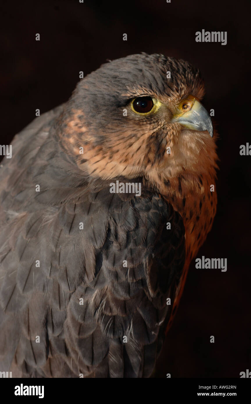 Captive Merlin Bird Of Prey.(Falco columbarius Stock Photo - Alamy