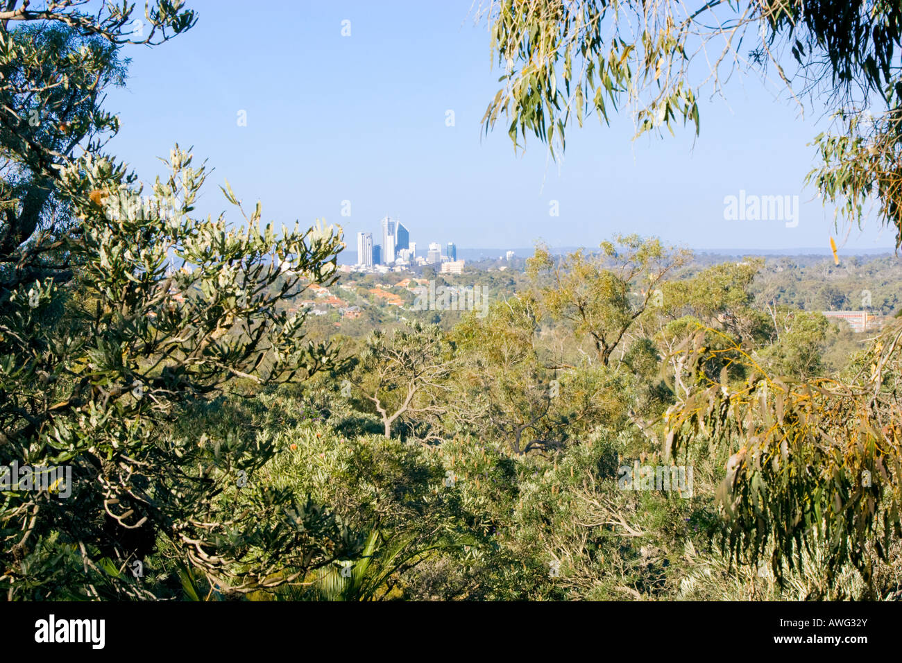Banksia and eucalyptus trees in Bold Park with Perth's skyscrapers in ...
