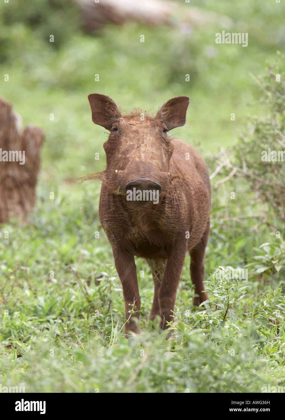 Warthog (Phacochoerus africanus) covered in red mud after wallowing ...