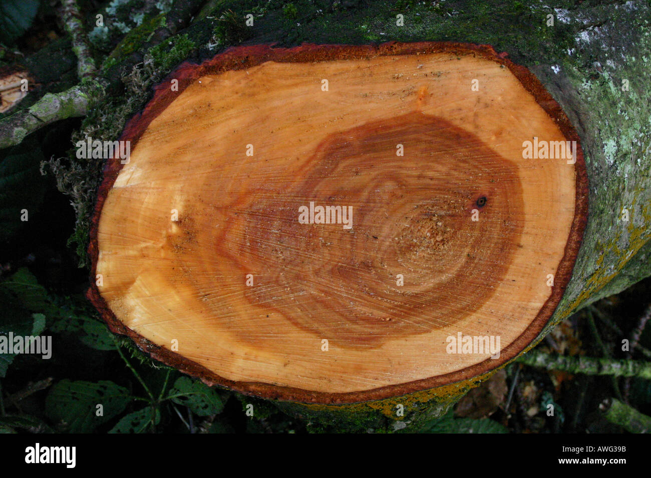 Cross section of tree trunk showing age rings Stock Photo - Alamy