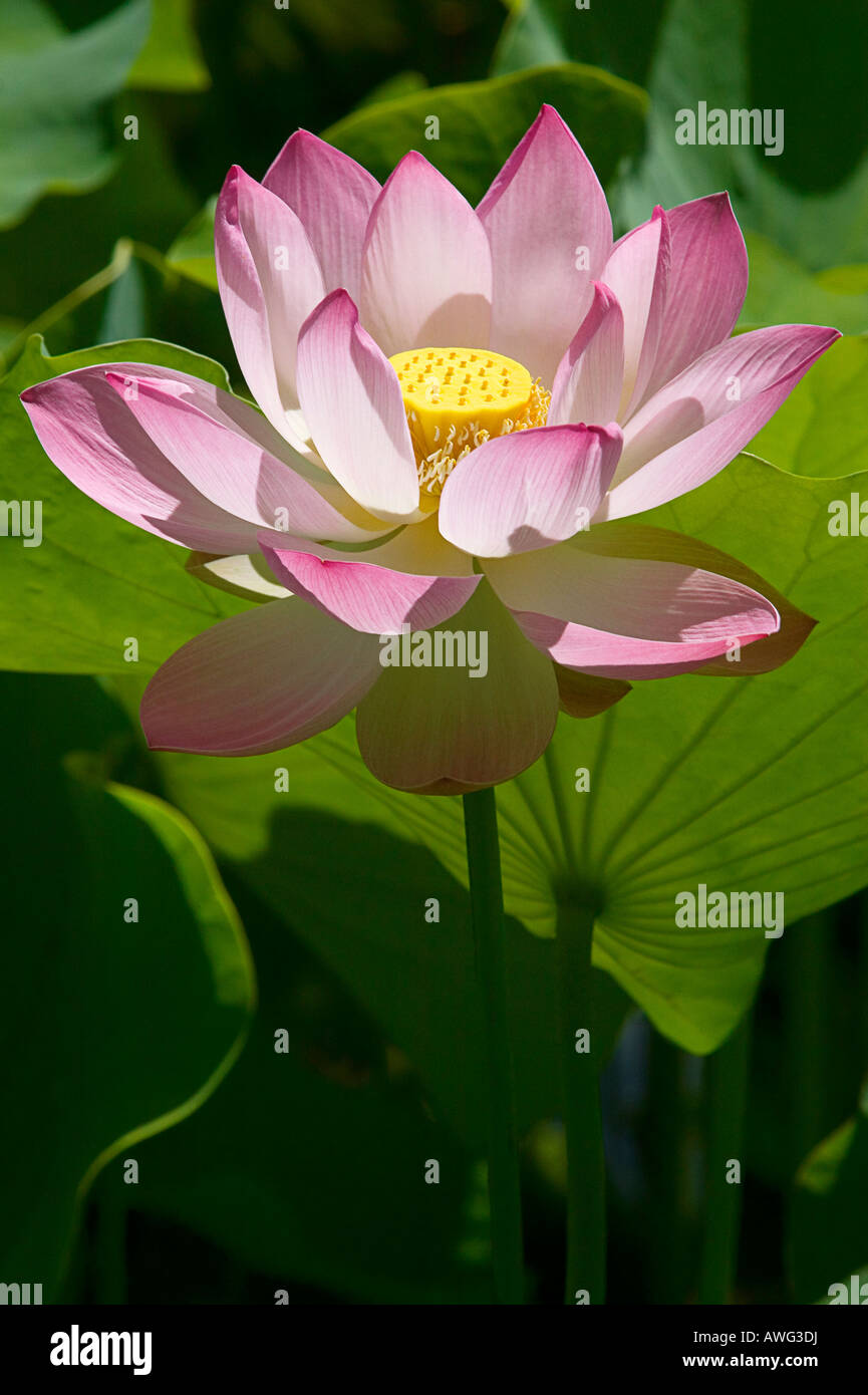 Mauritius flower hi-res stock photography and images - Alamy