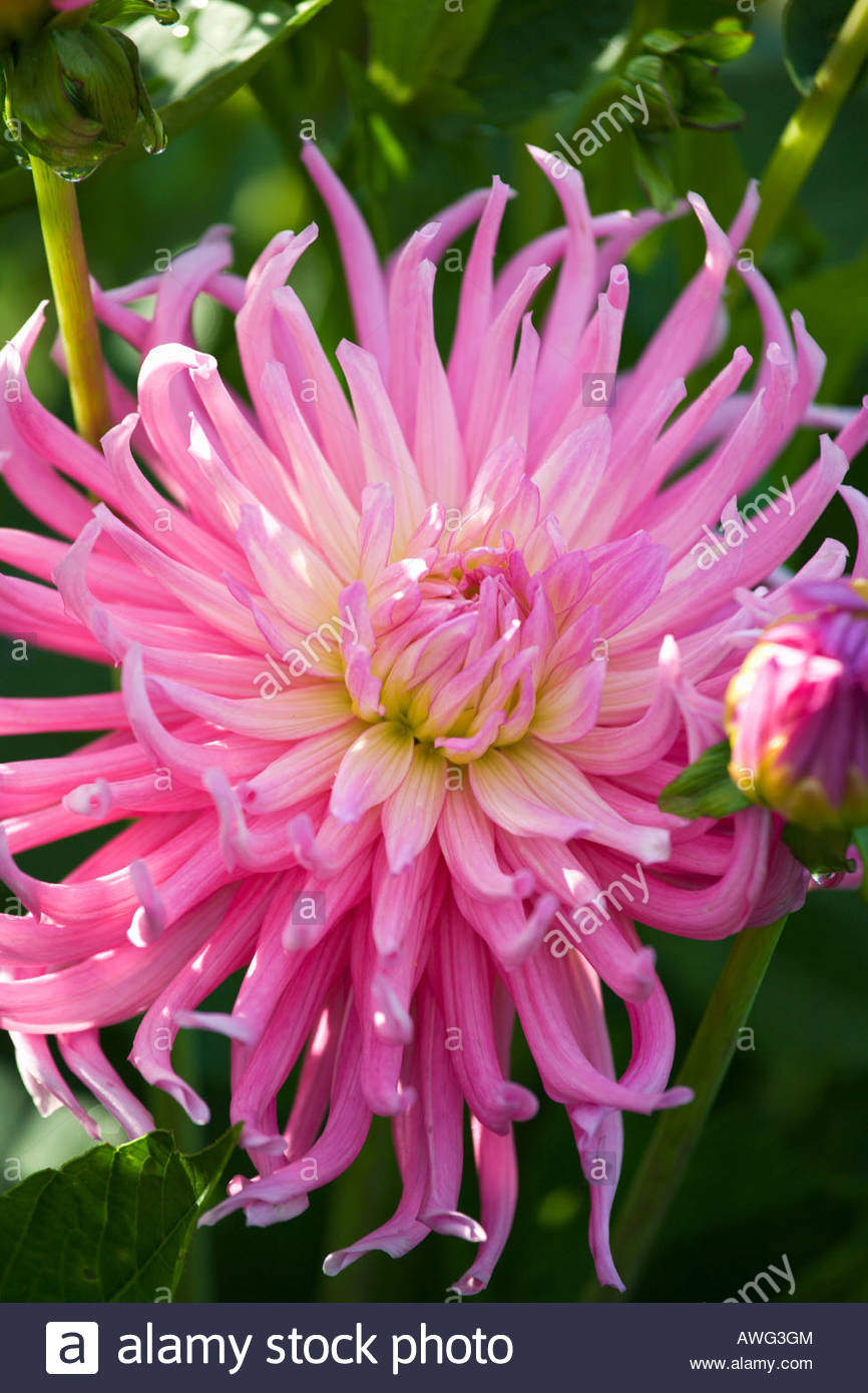 cactus Dahlia (Pink Stock Photo, Royalty Free Image: 16571827 - Alamy