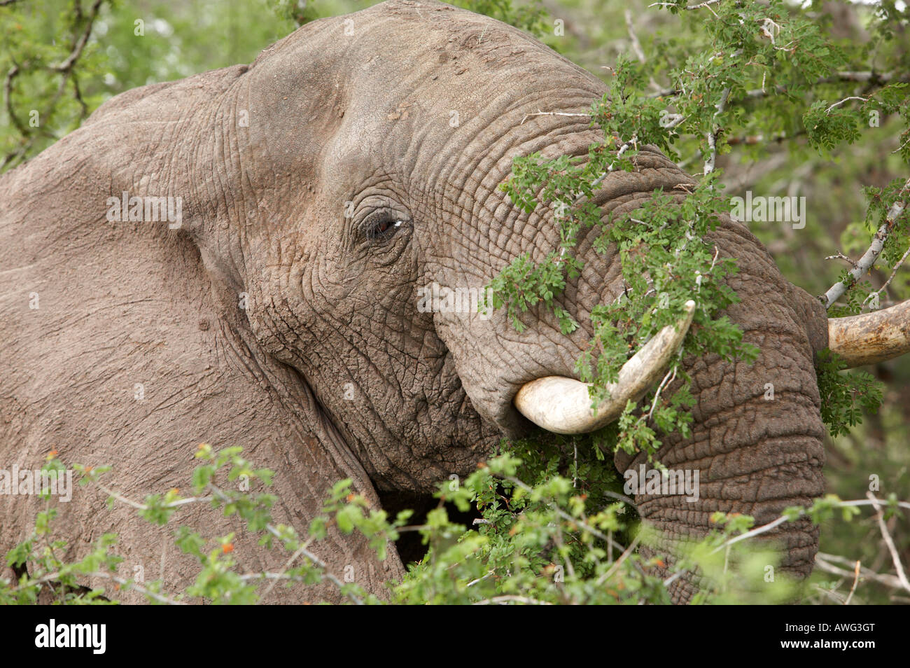 Large bull African Elephant (Loxodonta africana) eating acacia leaves ...