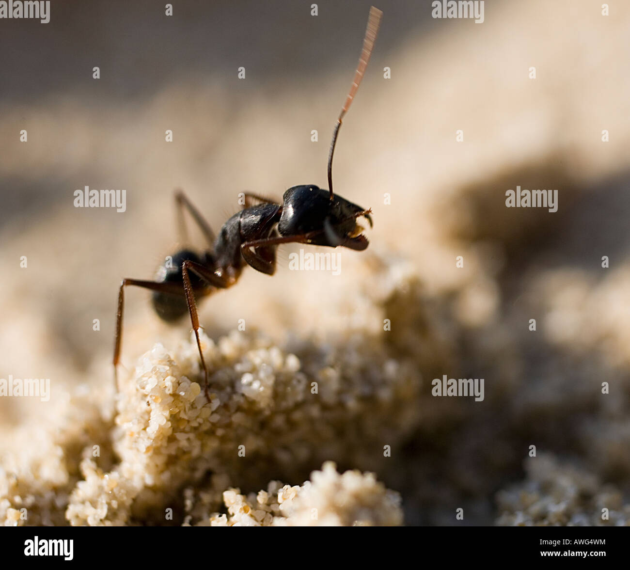 Big black ant hi-res stock photography and images - Alamy