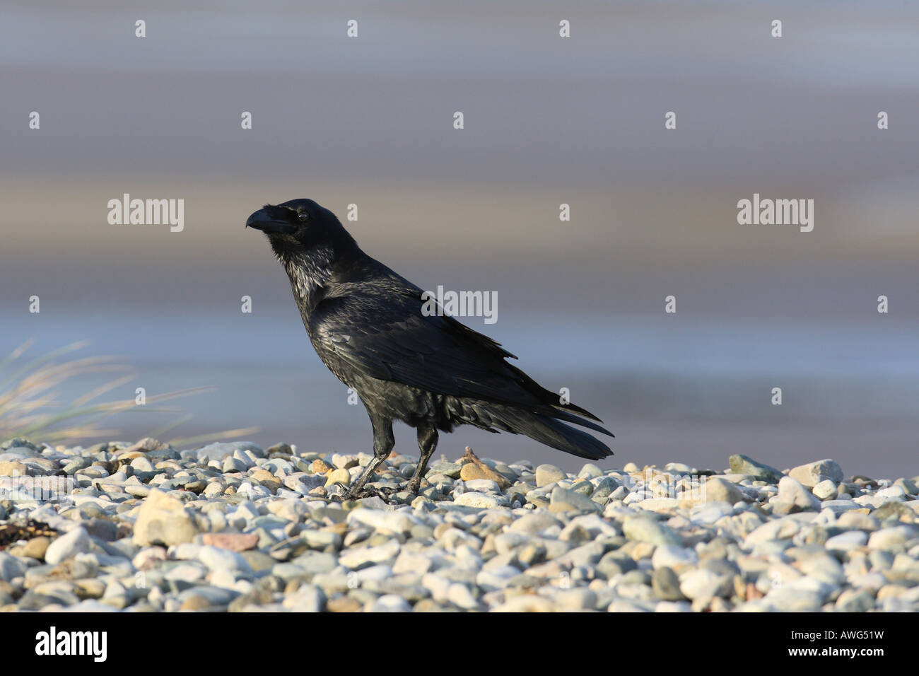 Raven with beach view hi-res stock photography and images - Alamy