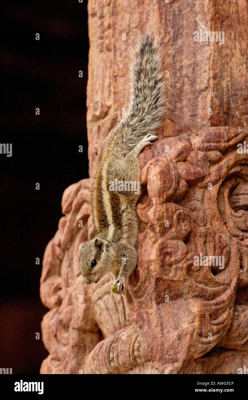 Chipmunk at Qutab (Qutb) Minar complex Old Delhi India Asia Stock Photo ...