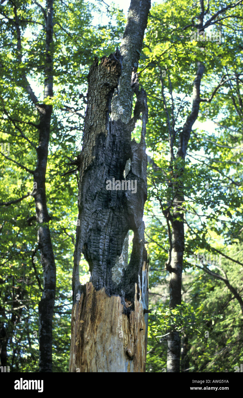 Lightning struck wood hi-res stock photography and images - Alamy