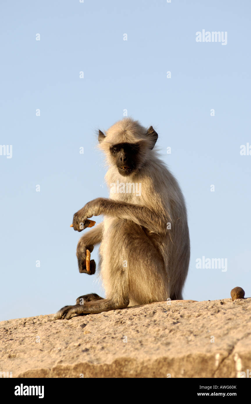 Hanuman Langur or Common Langur Monkey (Presbytis Entellus) at the ...