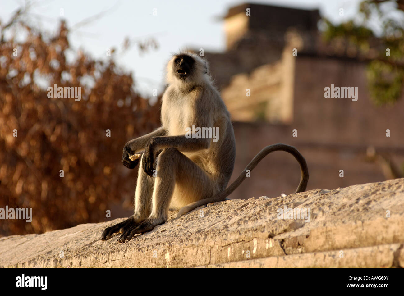 Hanuman Langur or Common Langur Monkey (Presbytis Entellus) at the ...