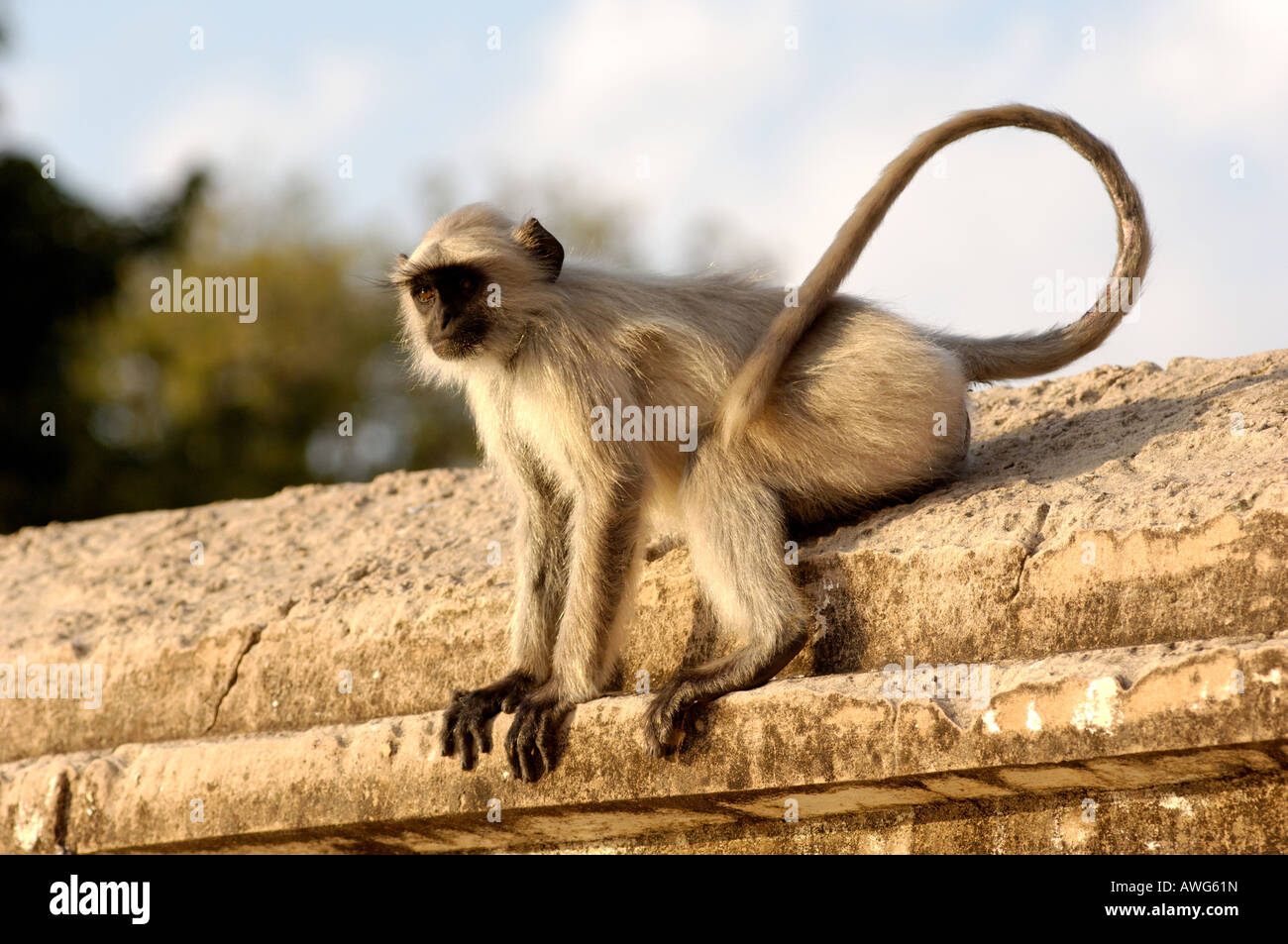 Hanuman Langur or Common Langur Monkey (Presbytis Entellus) at the ...