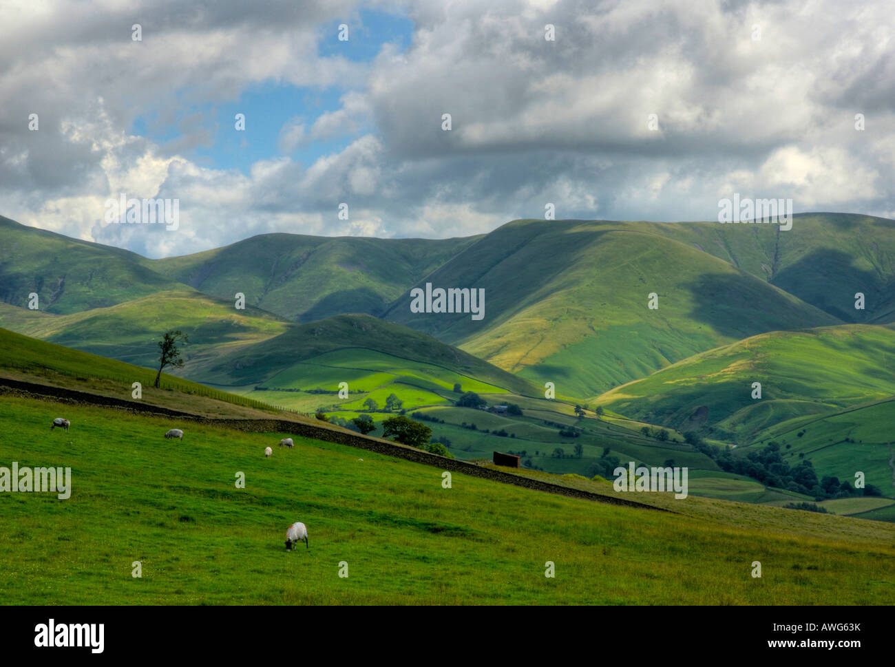 Howgills sheep hi-res stock photography and images - Alamy