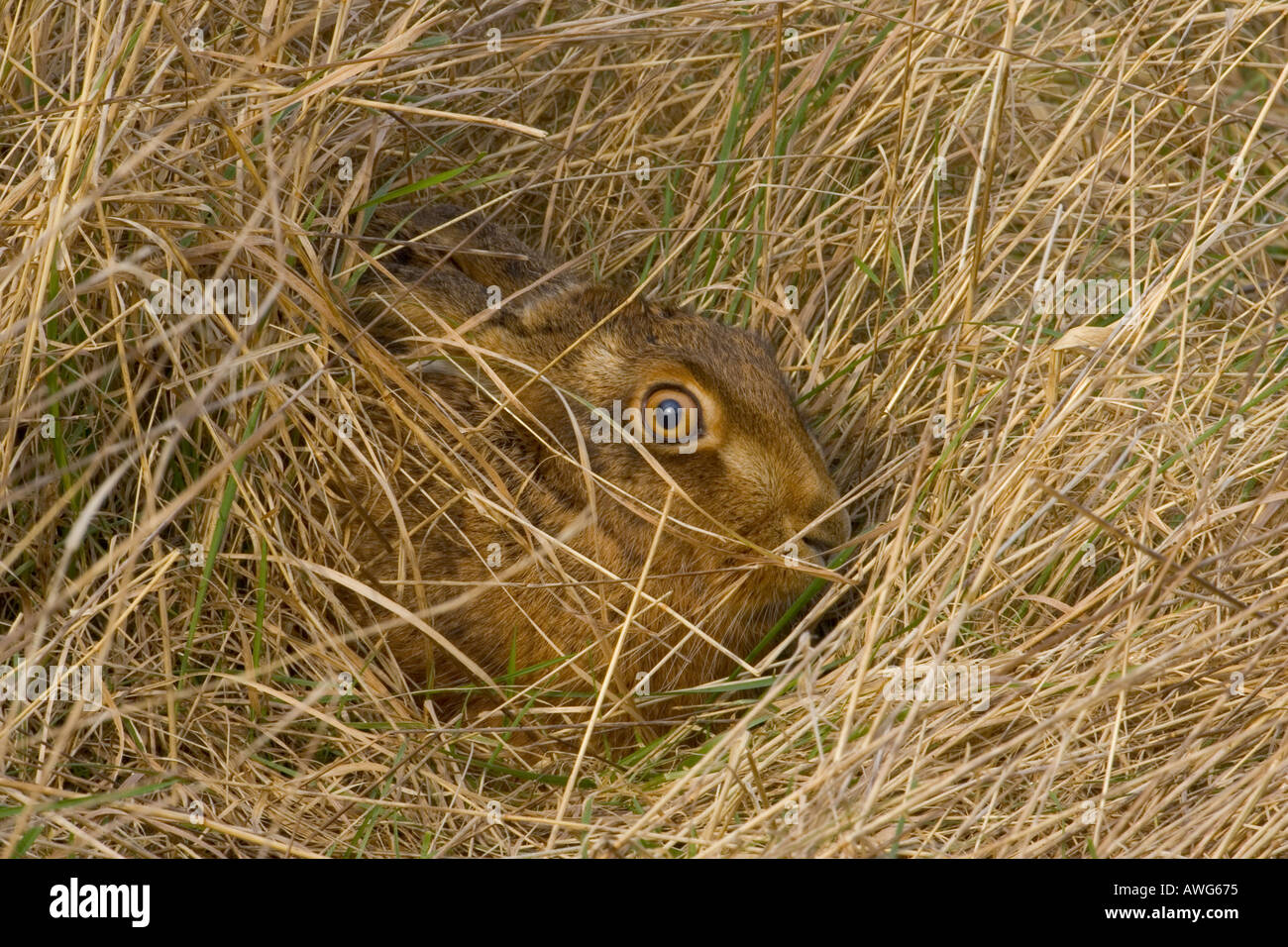 Brown Hare Lepus europaeus in form Beds UK January Stock Photo - Alamy