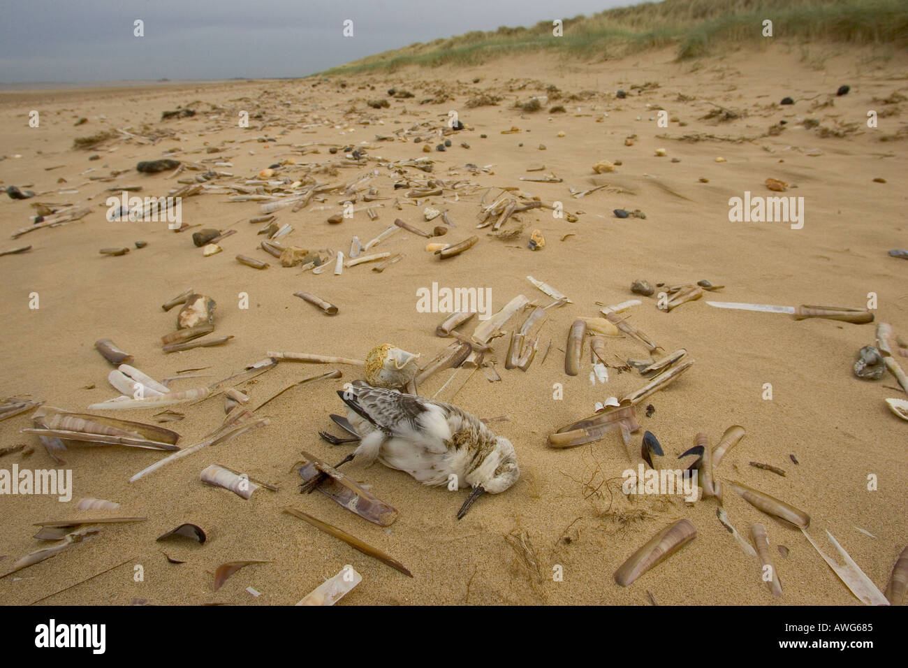 Lingering death hi-res stock photography and images - Alamy