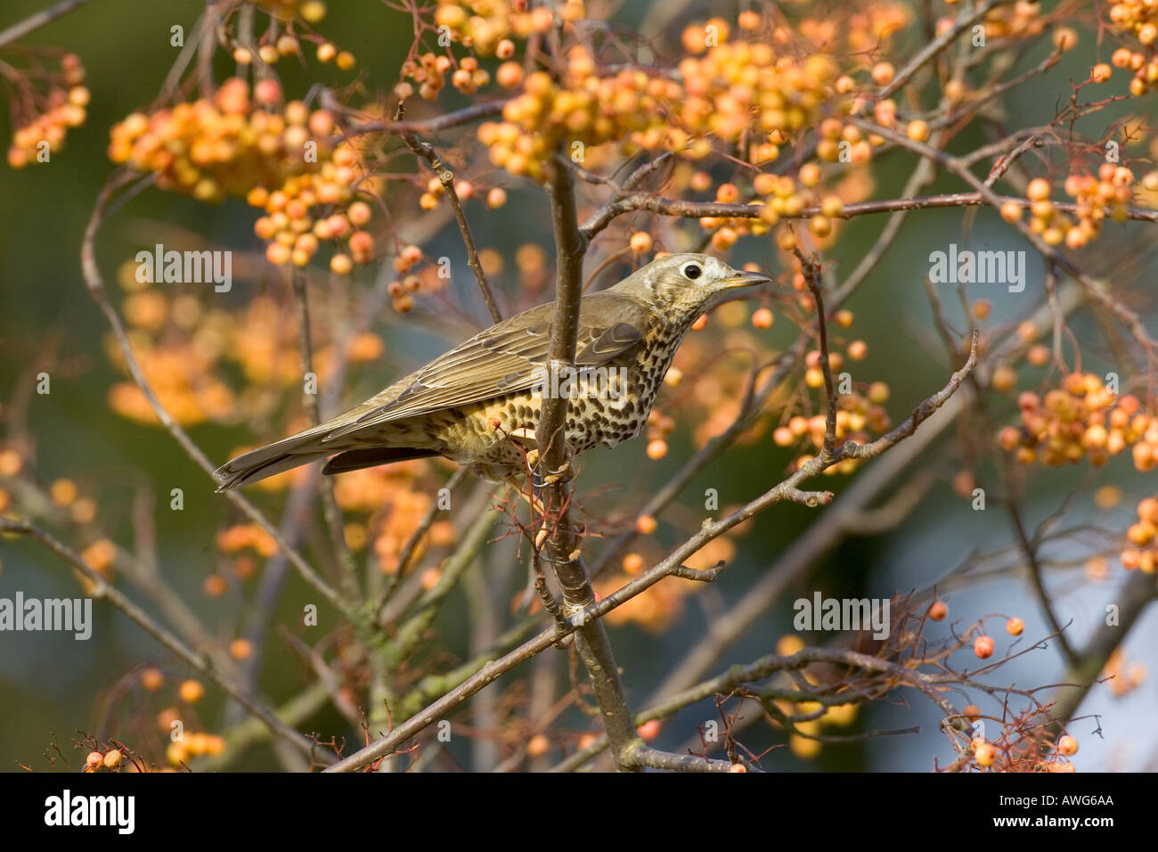 Mistletoe eater hi-res stock photography and images - Alamy