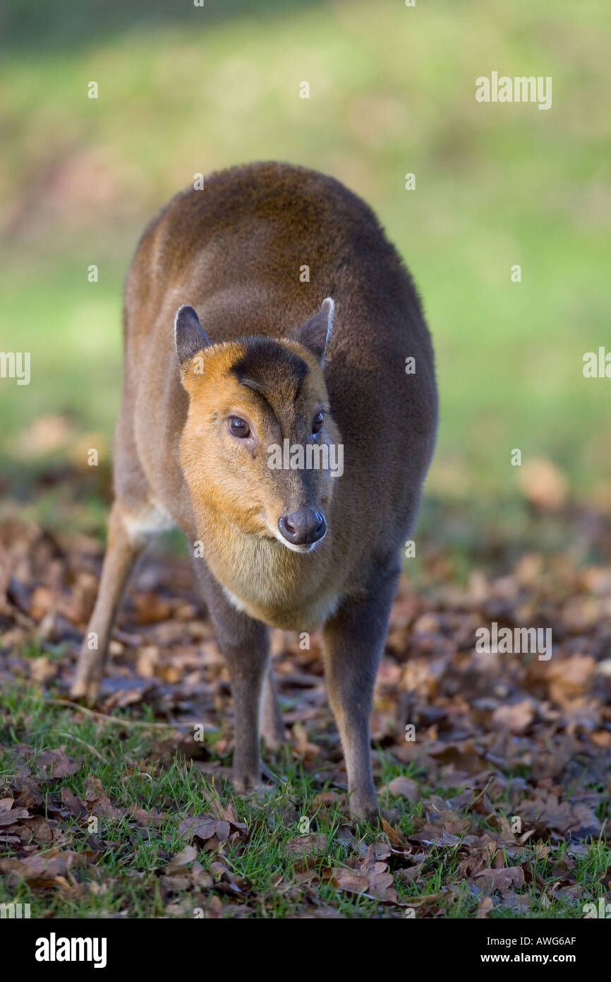 Muntjac Deer muntiacus reevesi foraging under trees in woodland Stock ...