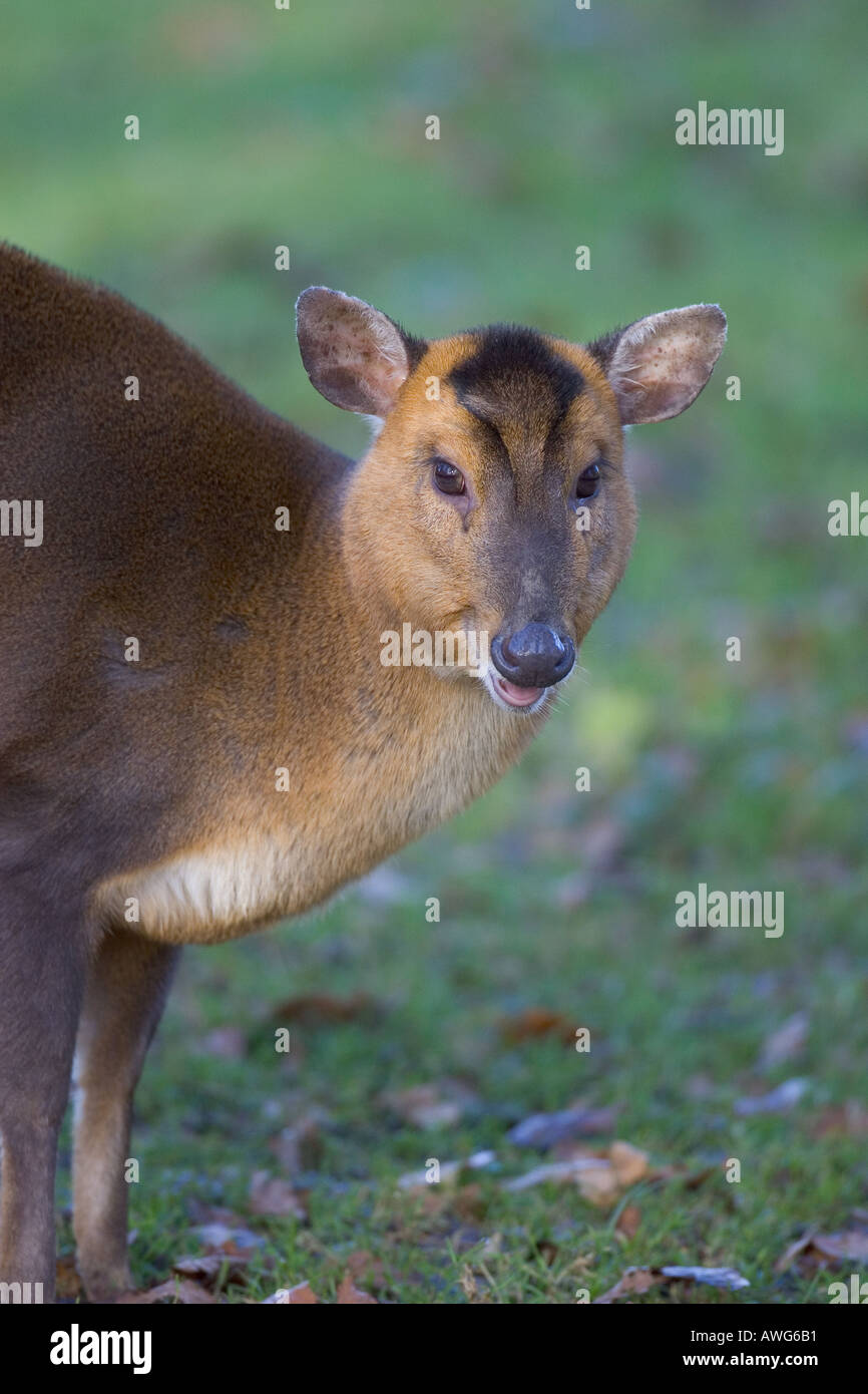 female Muntjac Deer muntiacus reevesi foraging under trees in woodland ...