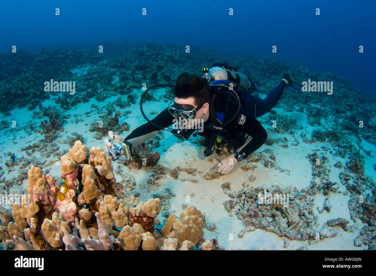 Diver shoot coral reef underwater hi-res stock photography and images ...