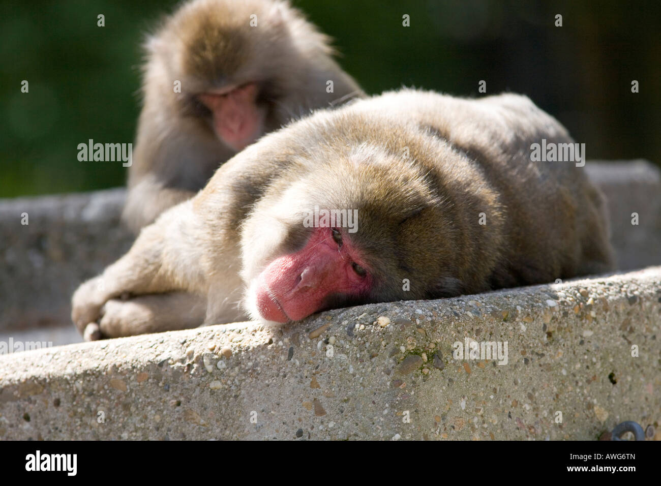 Animals helping each other hi-res stock photography and images - Alamy
