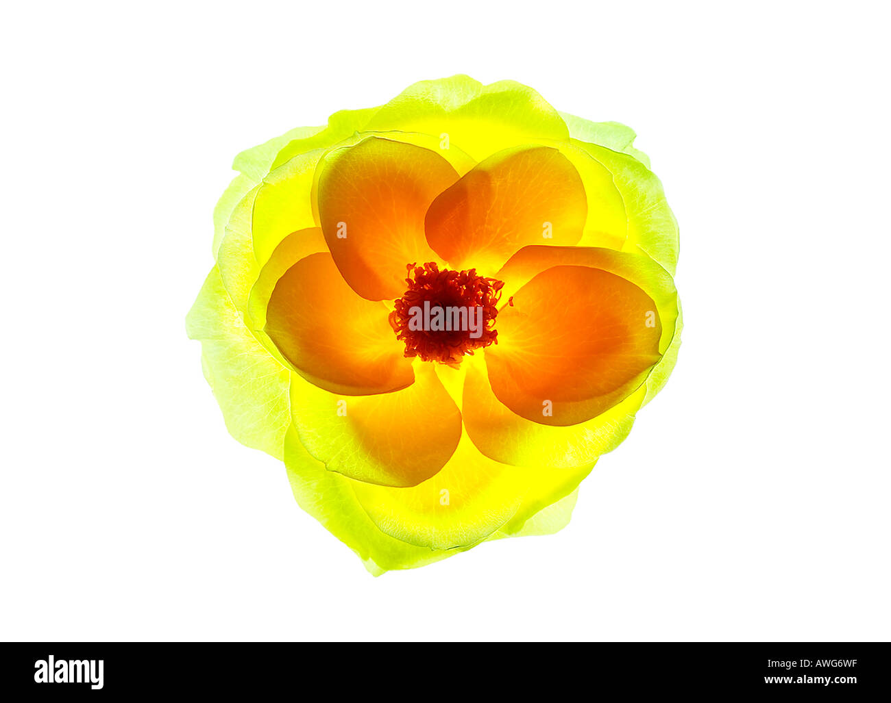 BACKLIT YELLOW ROSE ON A WHITE BACKGROUND Stock Photo - Alamy