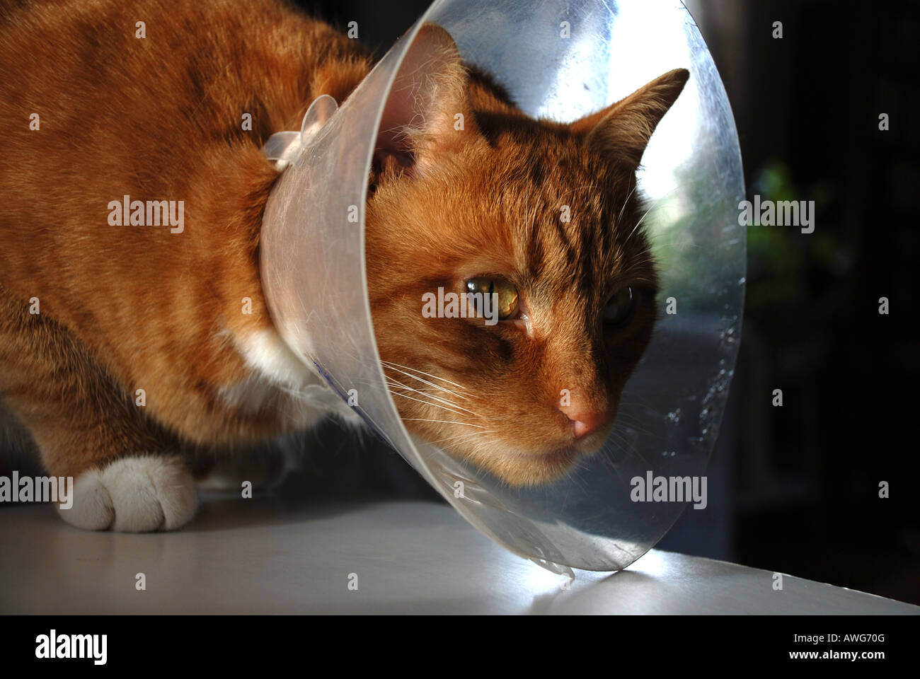 Cat with collar hi-res stock photography and images - Alamy